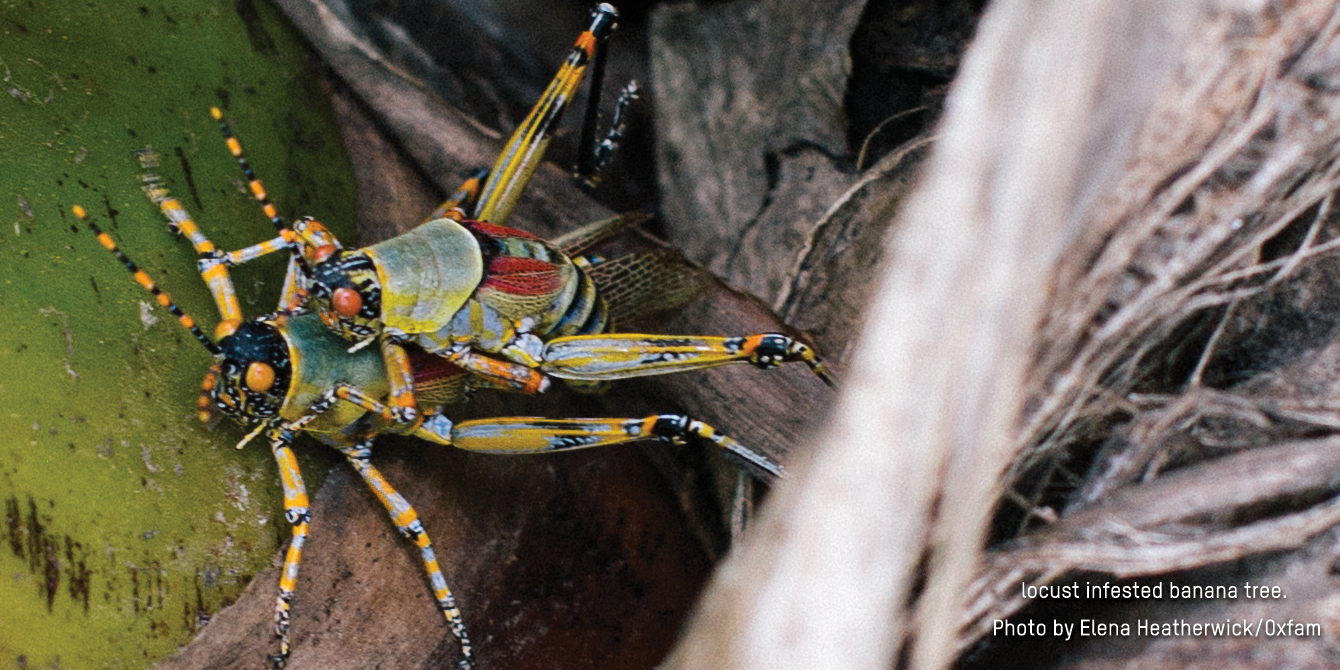 New swarms of locusts threaten to increase hunger in East Africa ...