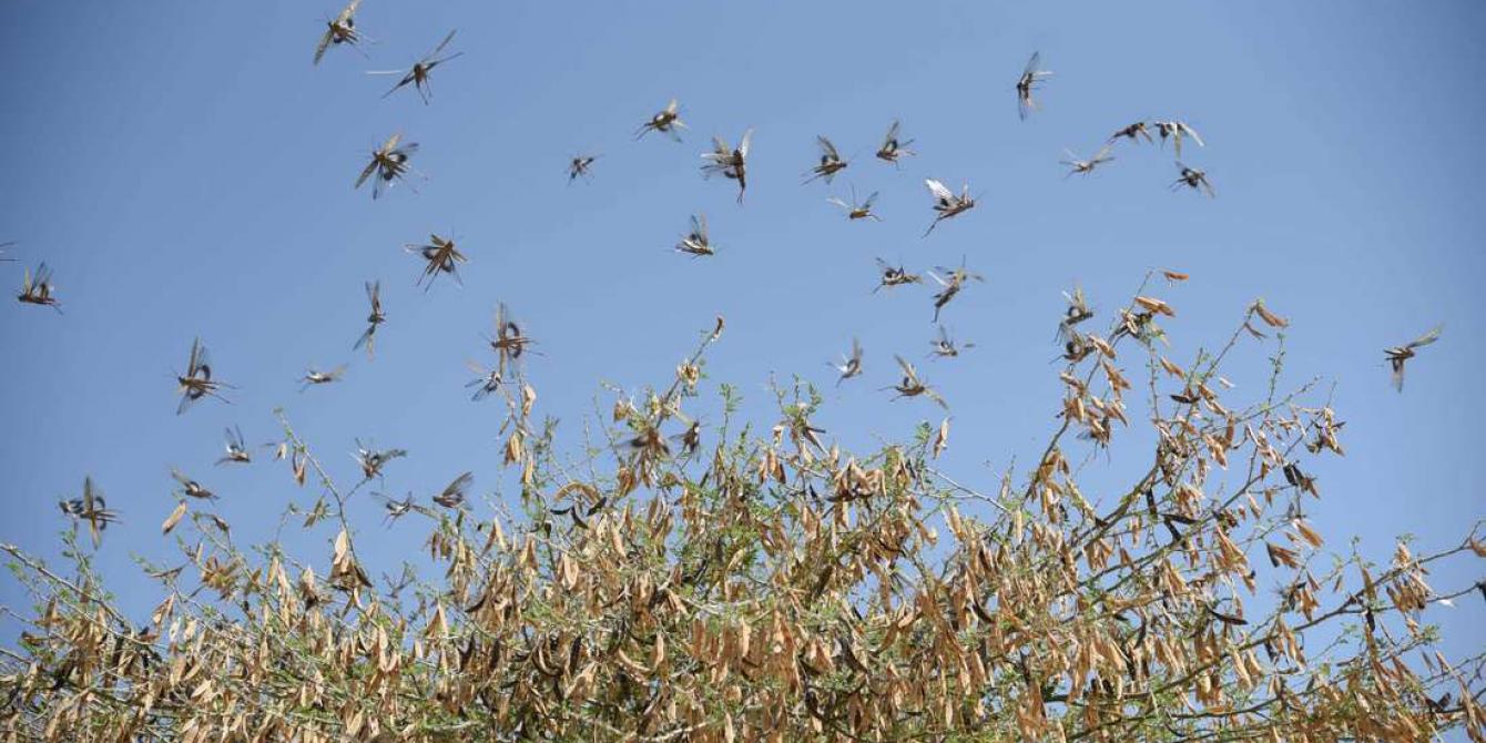 Millions of locusts devastate crops in East Africa - US$ 70m needed to ...