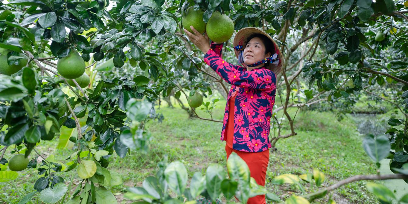 Nurturing Sustainable farmer - trader partnerships | Oxfam in Vietnam